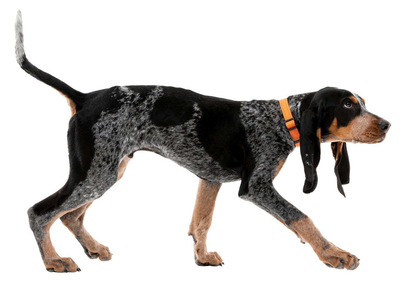 11 Facts About Smokey XI – Torchbearer